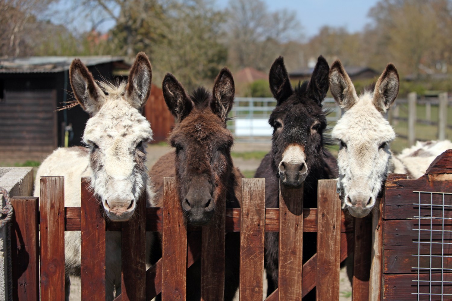 Brockenhurst Donkey Walks – Donkey walk experience in the New Forest