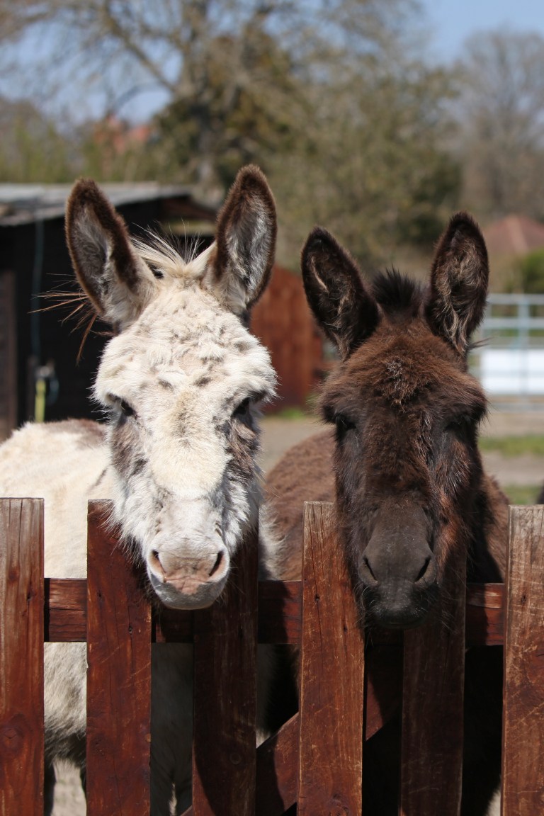 Brockenhurst Donkey Walks – Donkey walk experience in the New Forest